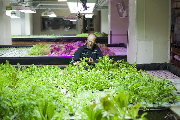 Inside The Meatpacking Plant Being Turned Into An Enormous Vertical ...