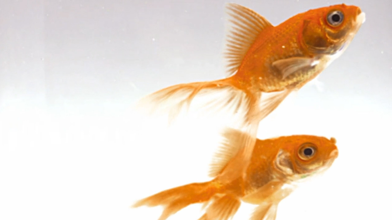 See The Short Film Made From David Foster Wallace's Unforgettable "This ...