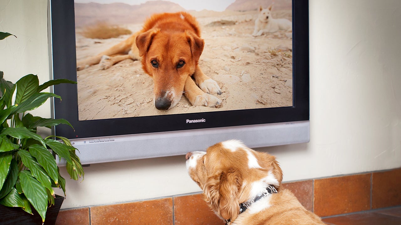 Behind DogTV-And The Question Of Whether Dogs Actually Watch TV - Fast ...