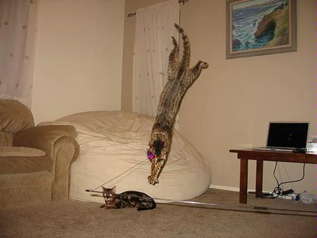 The 26 Best Amazon Customer Images - Fast Company