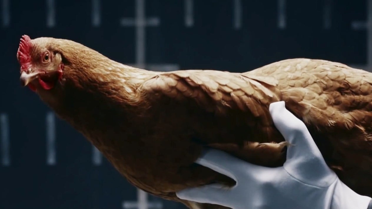 See Dancing Chickens Demonstrate Stability In Mercedes's Surprise Viral ...