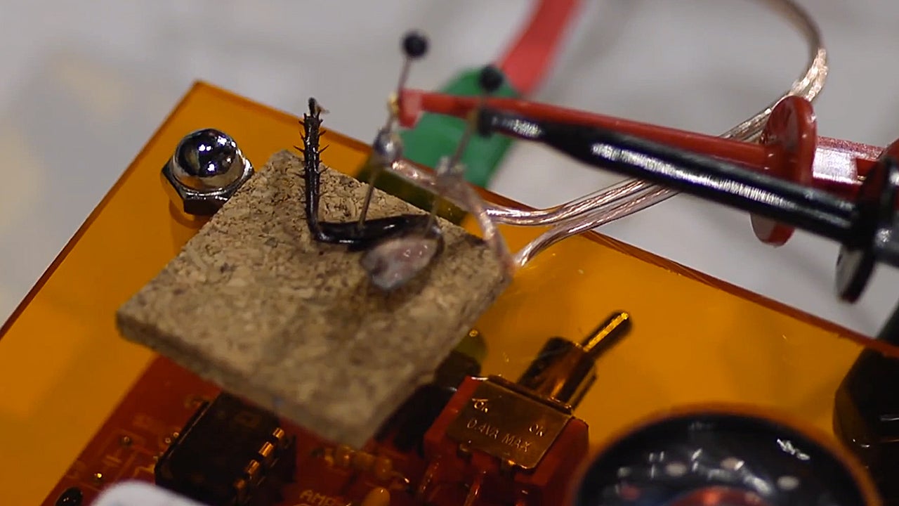 Remote Controlled Cockroaches Are Here. Would You Want Your Kid To Play ...