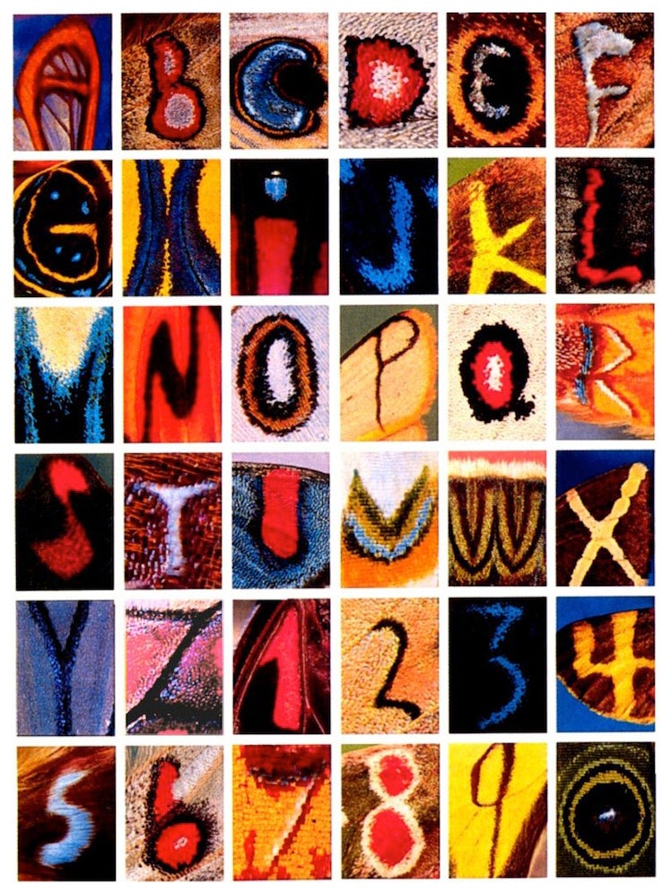 This Alphabet Is Made Entirely From Letters Found On Butterfly Wings ...