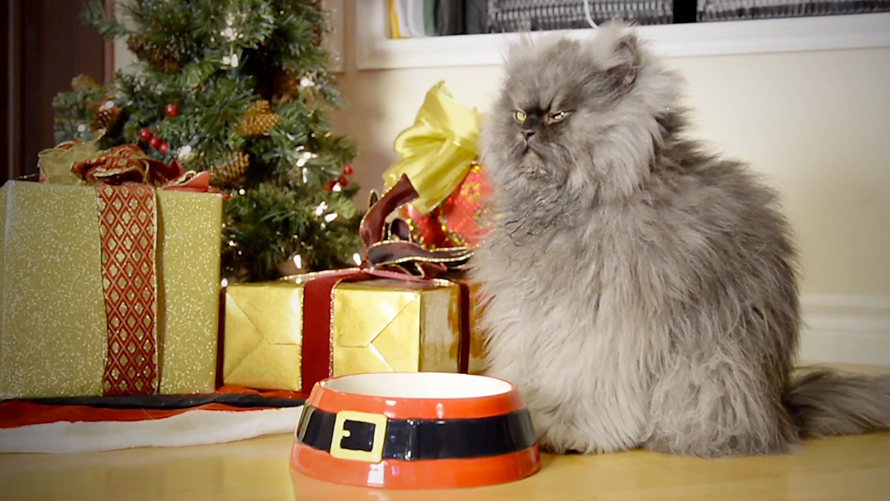 Grumpy Cat Says It's Hard To Be A Cat At Christmas - Fast Company