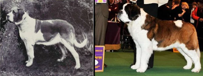 Infographic: How Dogs Evolved - Fast Company