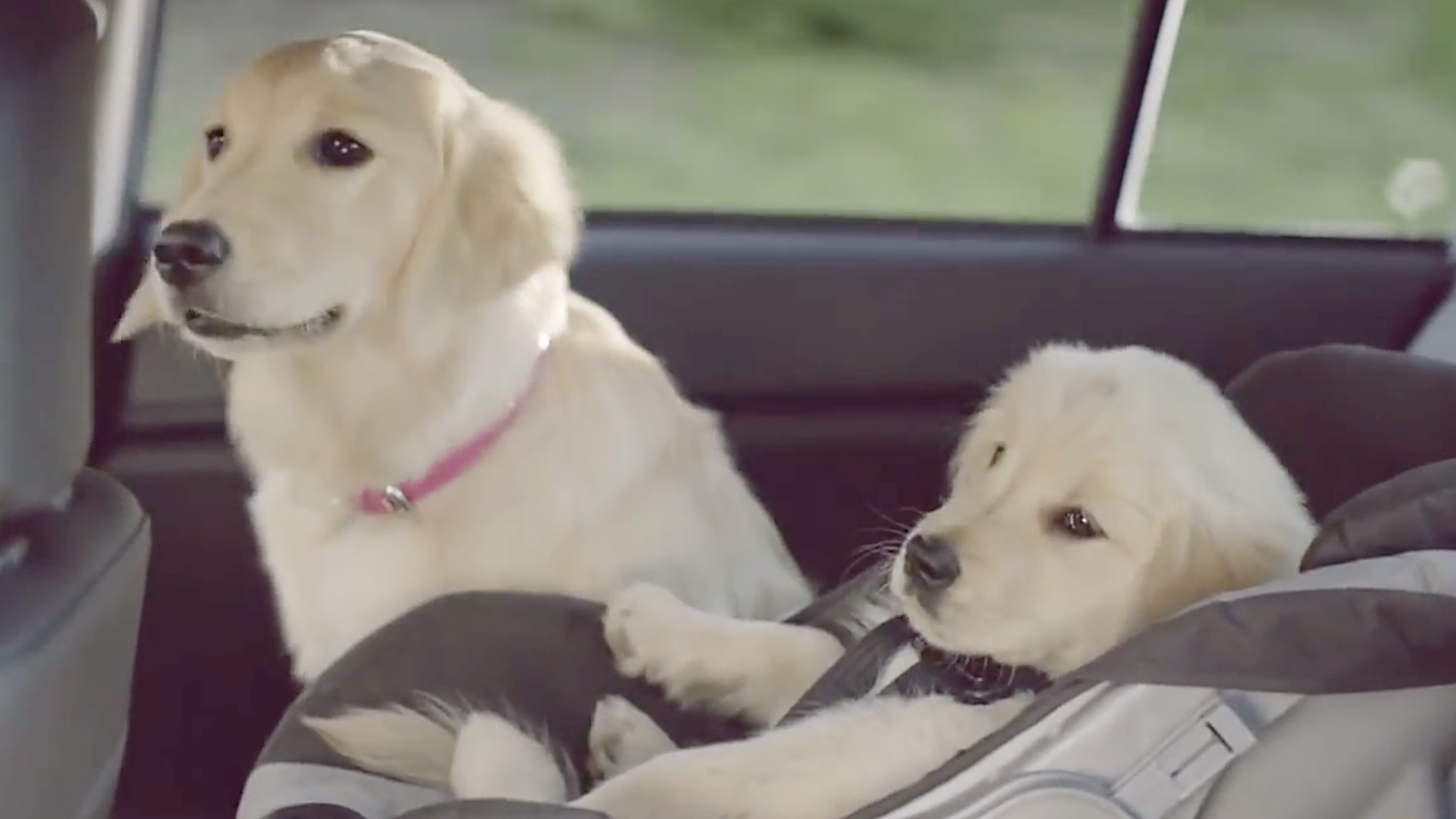 Subaru Campaign Hits Hard With A Horrific Car Wreck-And Dogs - Fast Company