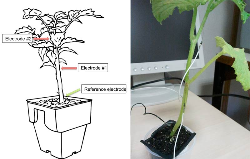 Using Plants As Sensors To Create A Global Monitoring System - Fast Company