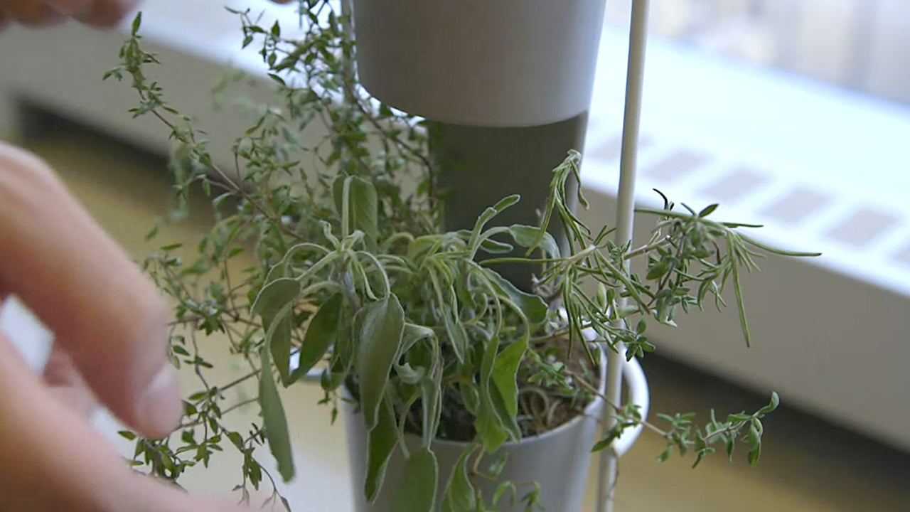 Hacking House Plants To Make Music When They’re Touched - Fast Company