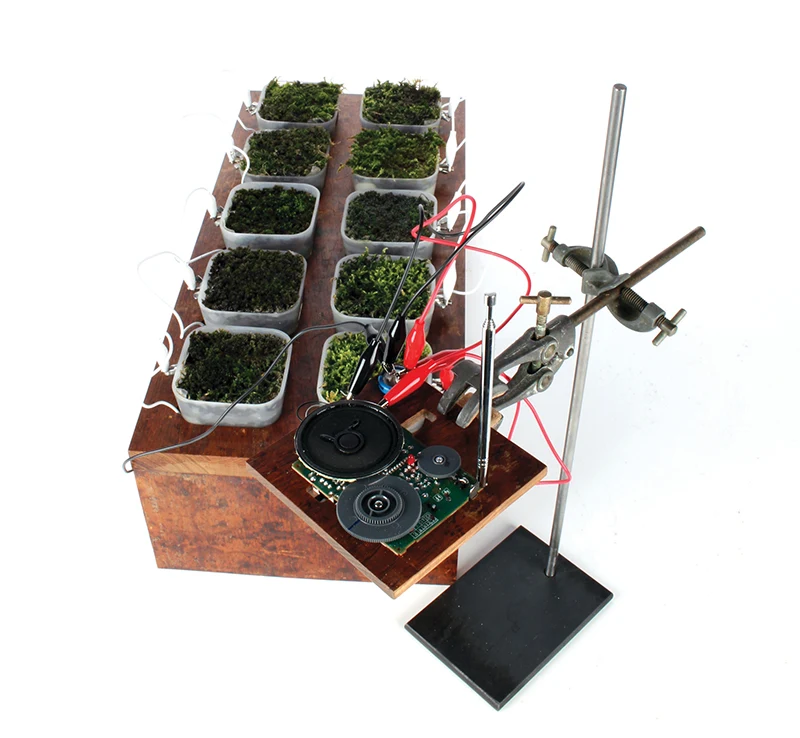 Moss FM: The World's First Plant-Powered Radio - Fast Company