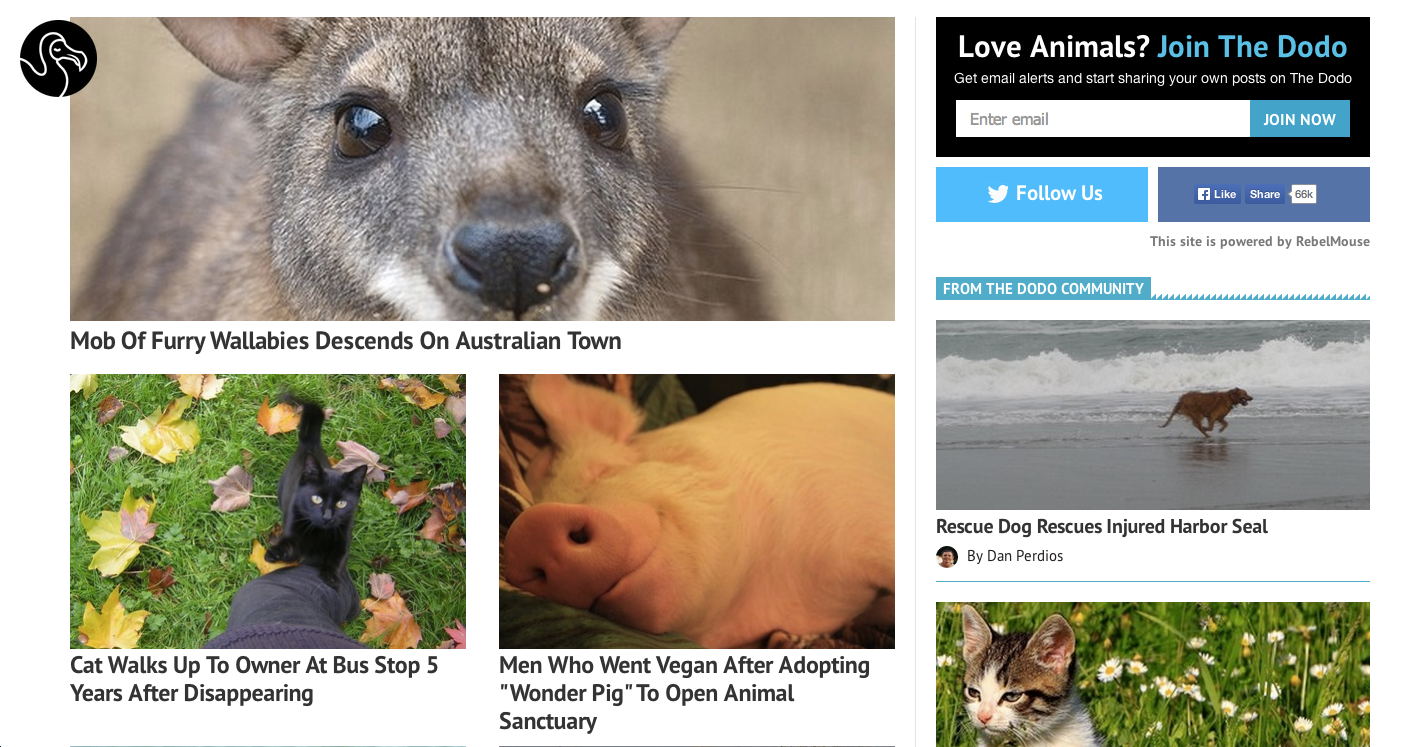 How The Dodo Hit 1 Million Views In One Month-Without Hiring A Single ...