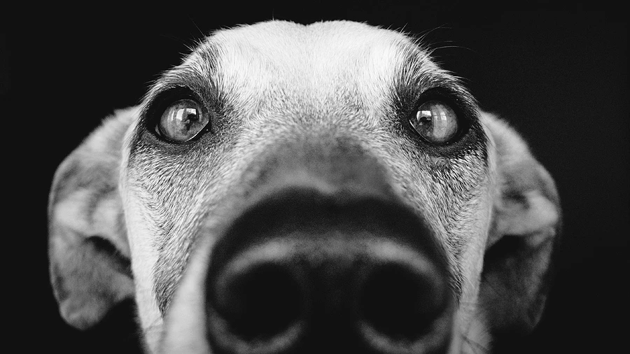 Look At These Beautifully Expressive Dog Portraits (And Find Out How To ...