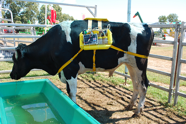 These Backpacks For Cows Collect Their Fart Gas And Store It For Energy ...