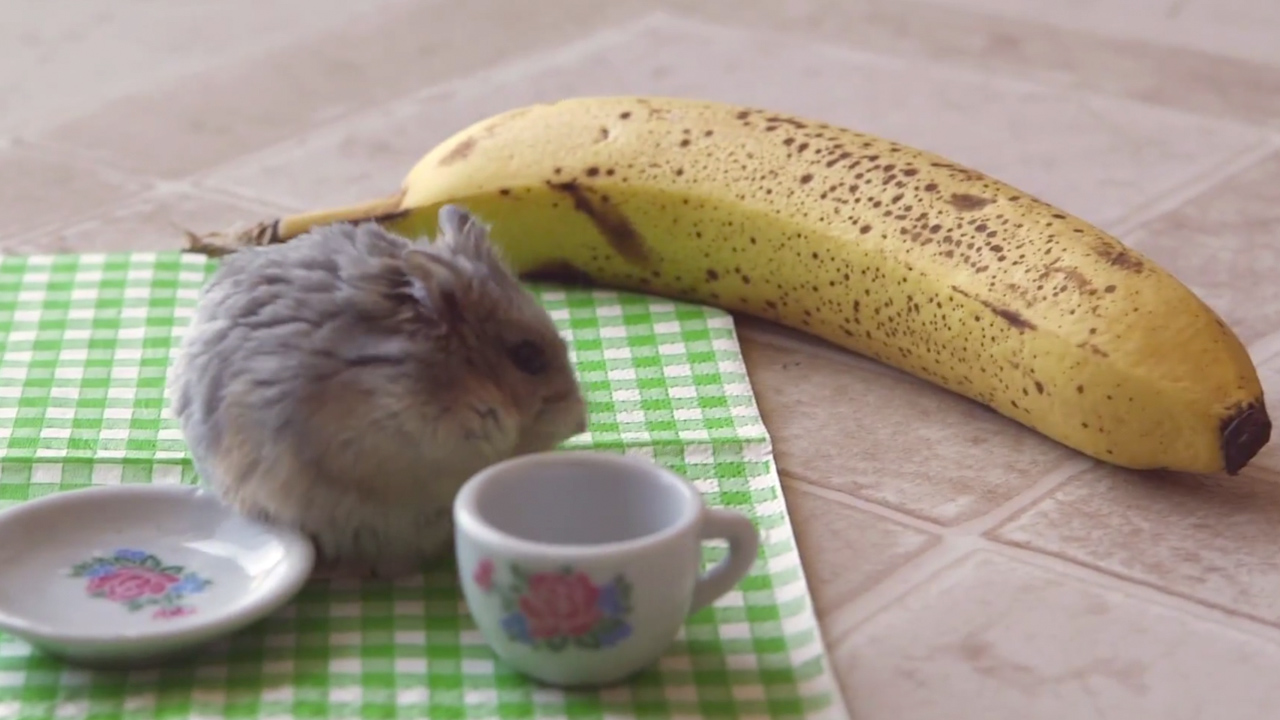 The Inevitable Sequel To "Tiny Hamsters Eating Tiny Burritos" Has ...