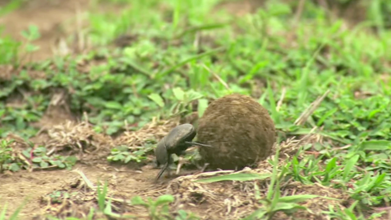 New Orkin Ads Pay Tribute To Bugs While Selling A Service To Kill Them ...