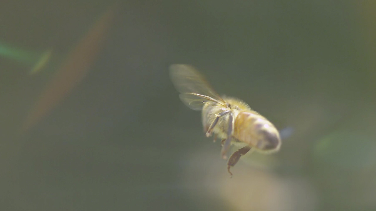 Get An Up-Close, Super Slow-Motion Look At Honey Bees In Flight And At ...