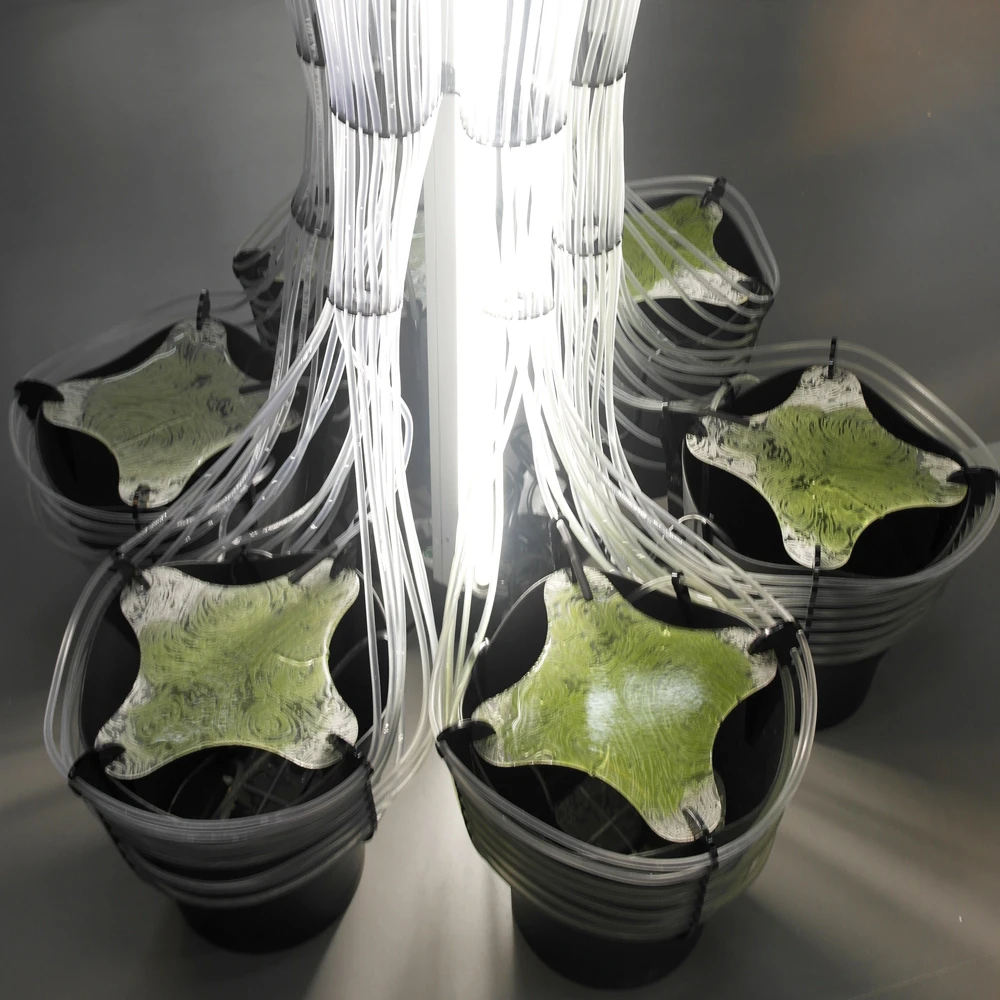 These Reinvented Urban Farms Grow Algae, Not Kale - Fast Company
