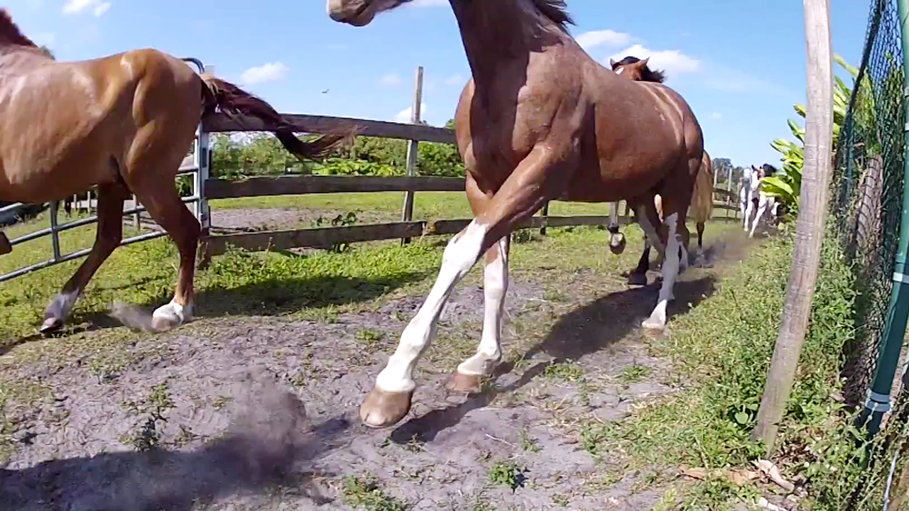 It's Time To Experience The Joy Of Prancercise All Over Again - Fast ...