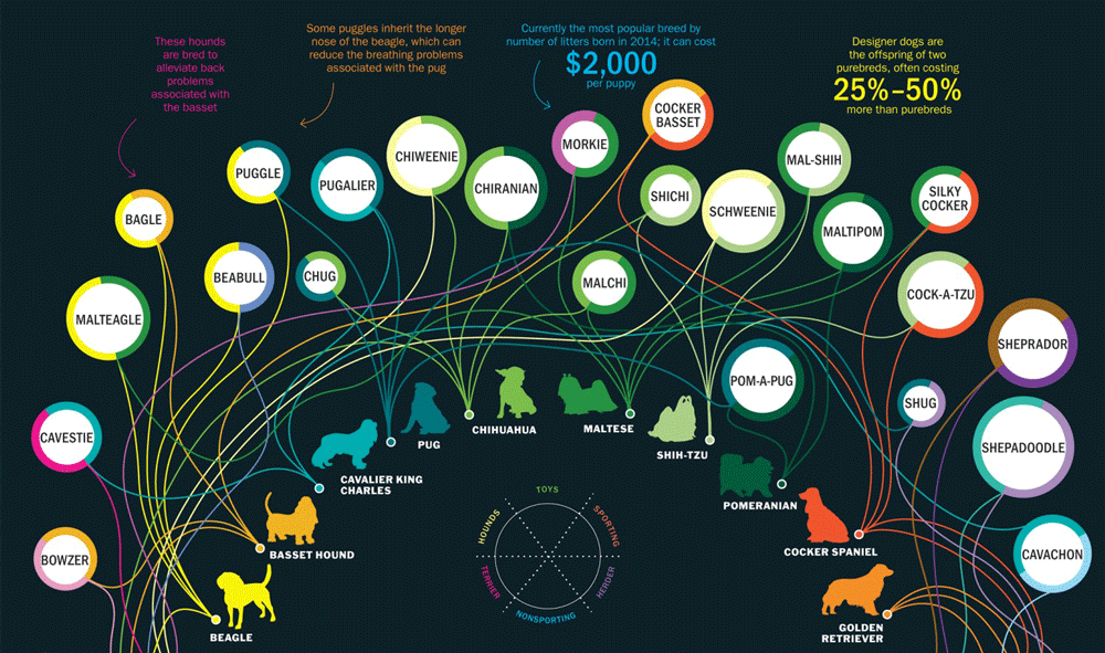 A Visual Guide To Designer Dog Breeds - Fast Company