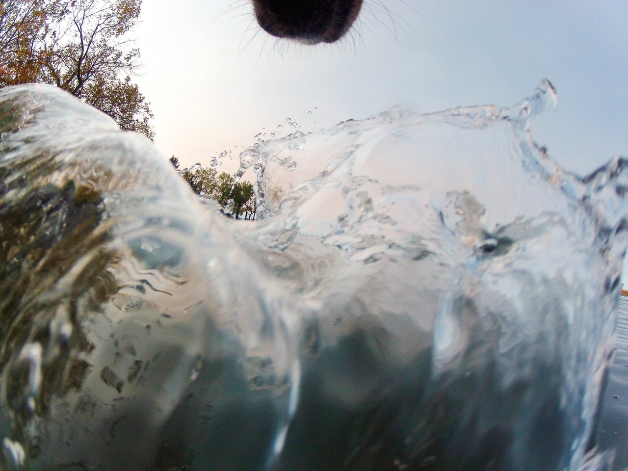 How Your Pets See The World - Fast Company