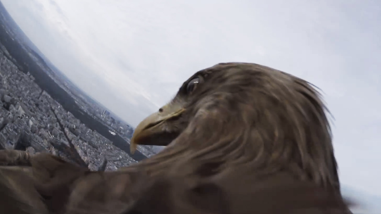 Some Hero Strapped (Another) GoPro Onto An Eagle And The Footage Is ...