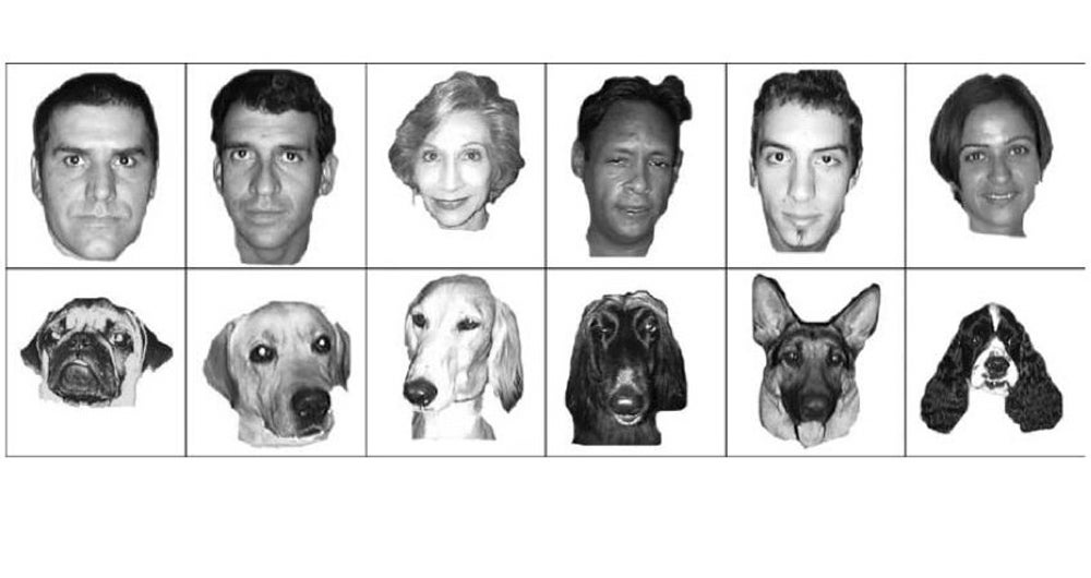 Why Dogs Look Like Their Owners - Fast Company