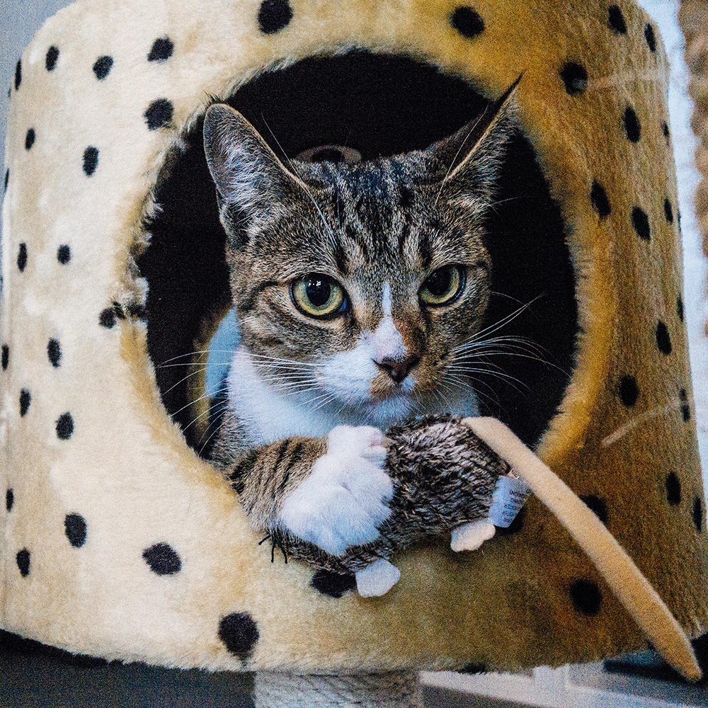 Inside America's First Cat Café - Fast Company