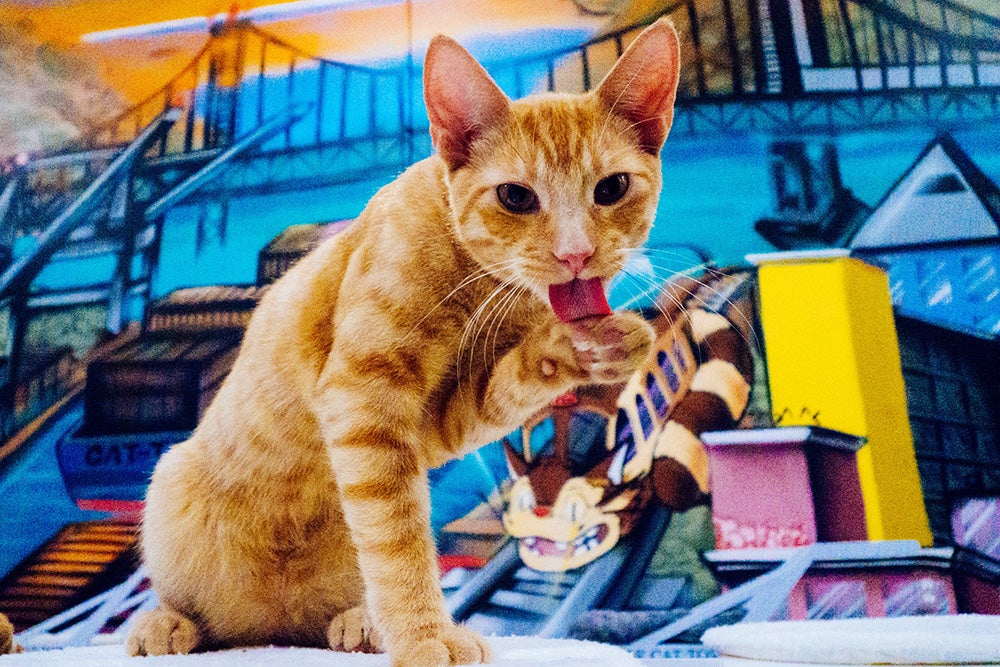 Inside America's First Cat Café - Fast Company
