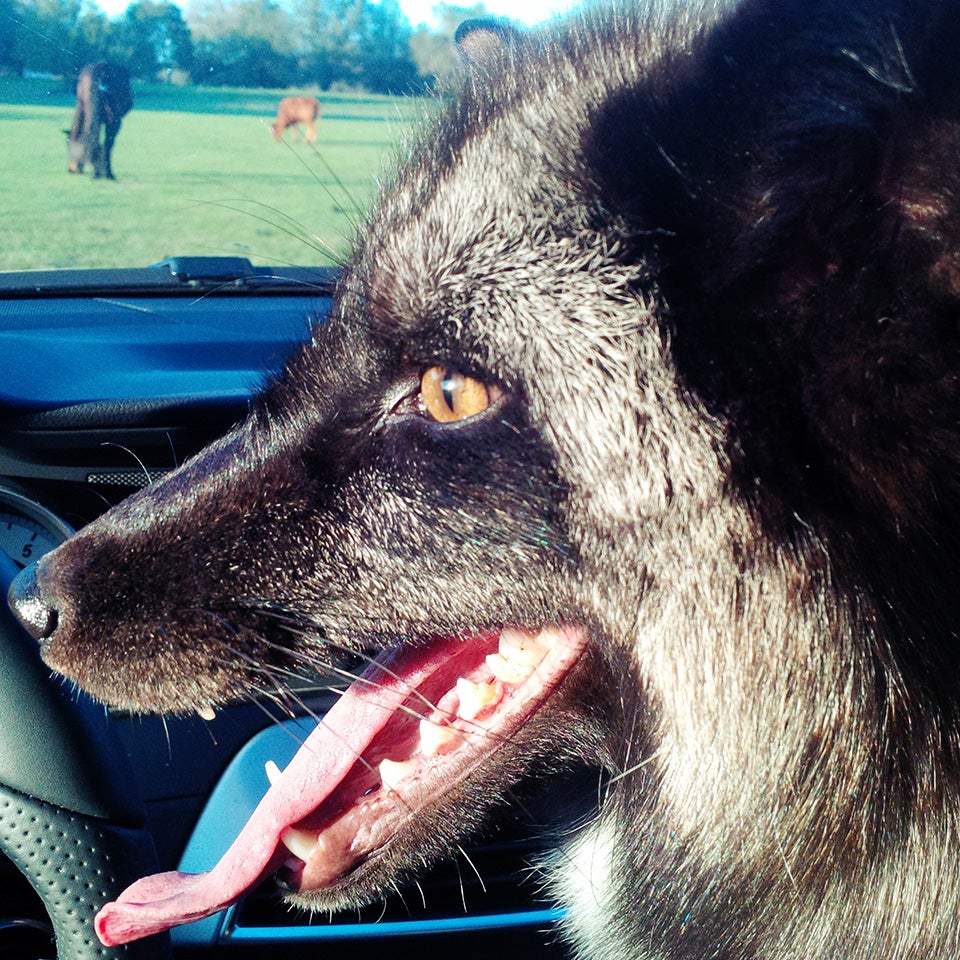 Meet Your New Pet, A Domesticated Fox - Fast Company
