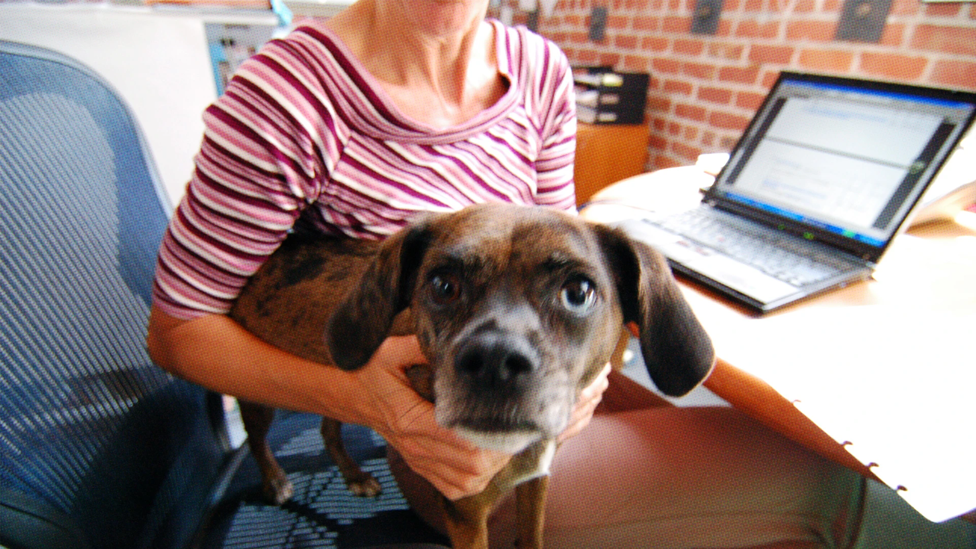 Gender Equality, Getting What You Want, And Office Dogs: This Week's ...