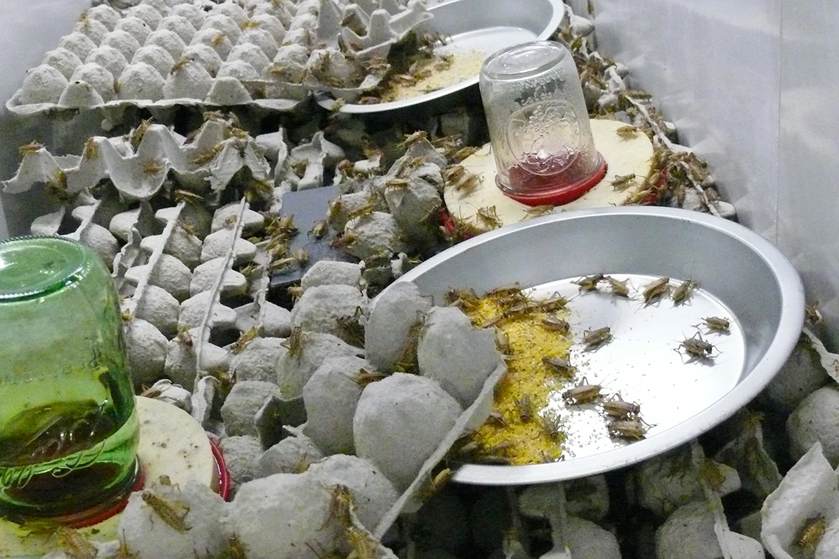 Inside The Edible Insect Industrial Complex - Fast Company