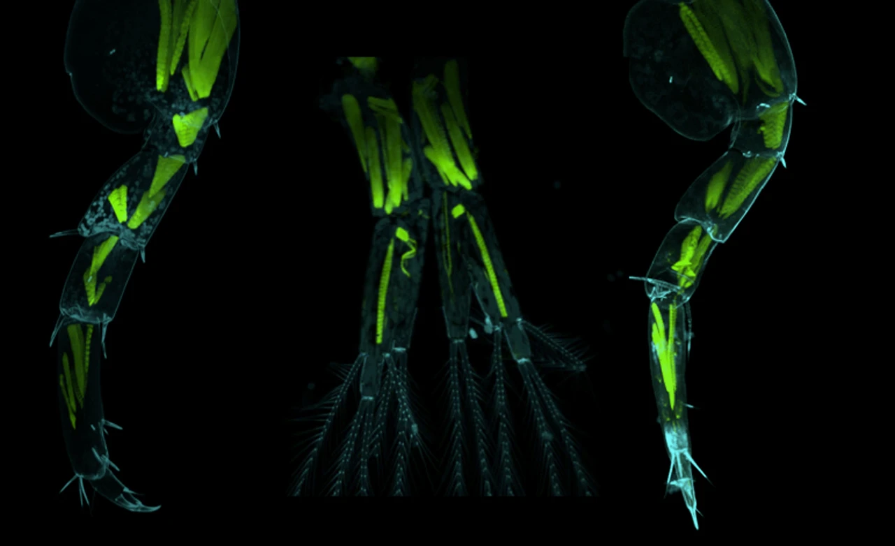 These Engineered Monsters Teach Us About How Evolution Works-And Where ...