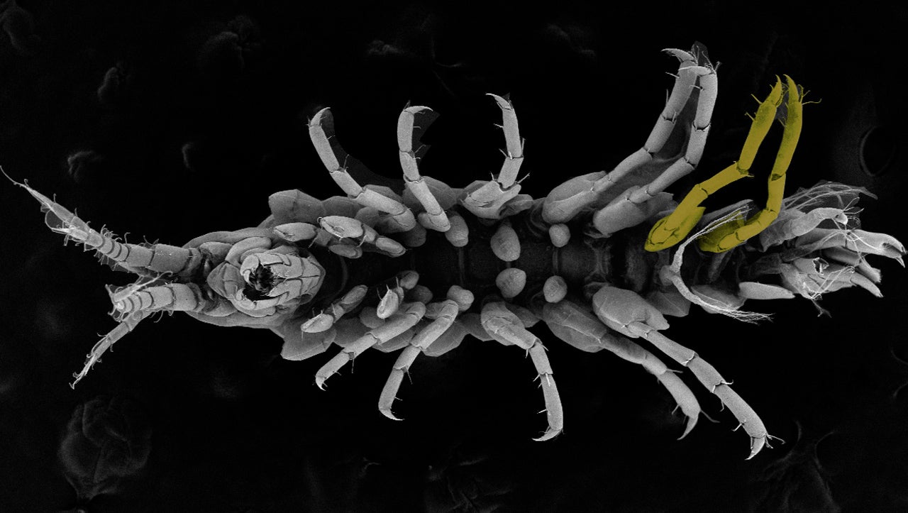 These Engineered Monsters Teach Us About How Evolution Works-And Where ...