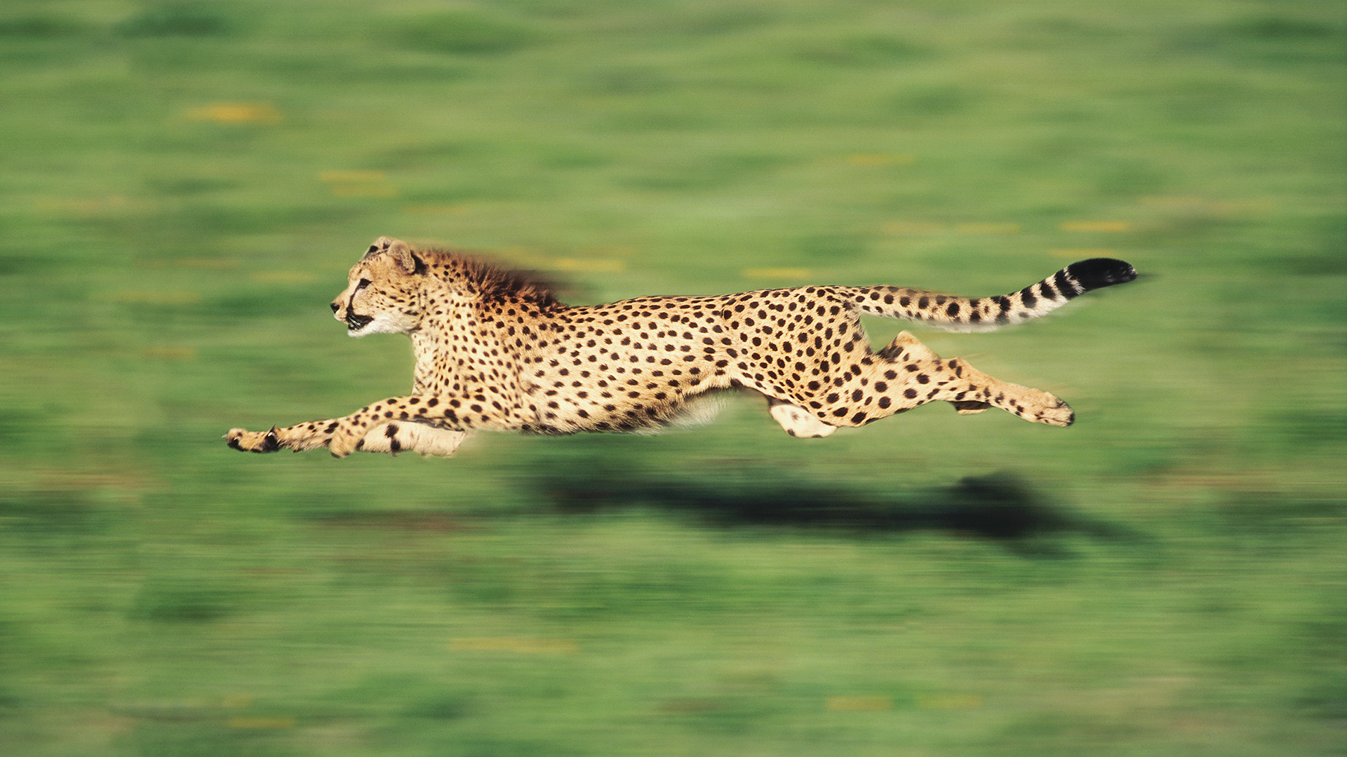 The Fastest Animal On Earth Is Not A Cheetah - Fast Company