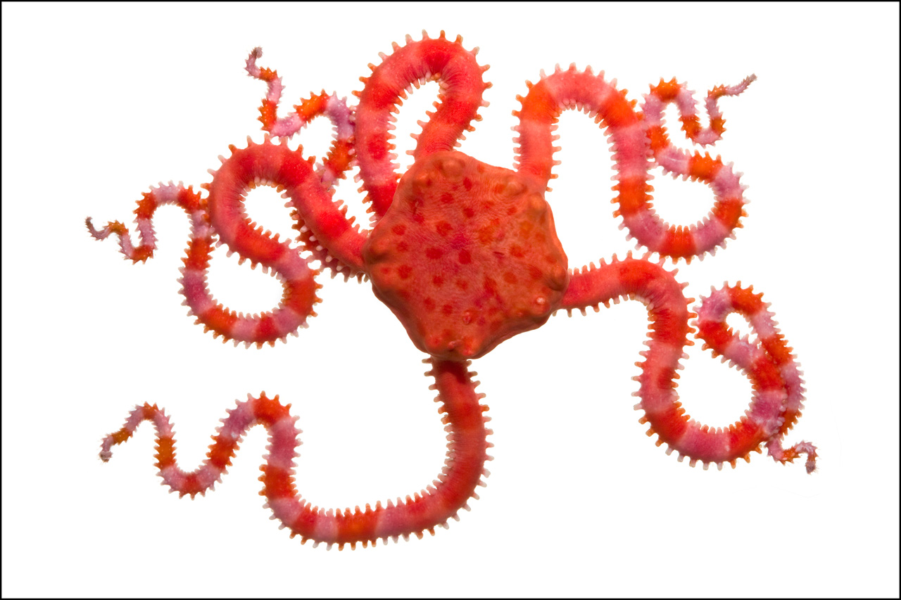 Eerie, Otherworldly Portraits Of Invertebrate Marine Life - Fast Company