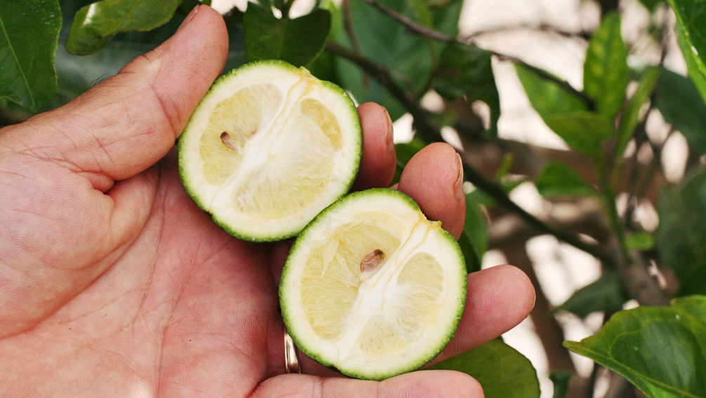 Does Orange Juice Have To Genetically Modify Or Die? - Fast Company