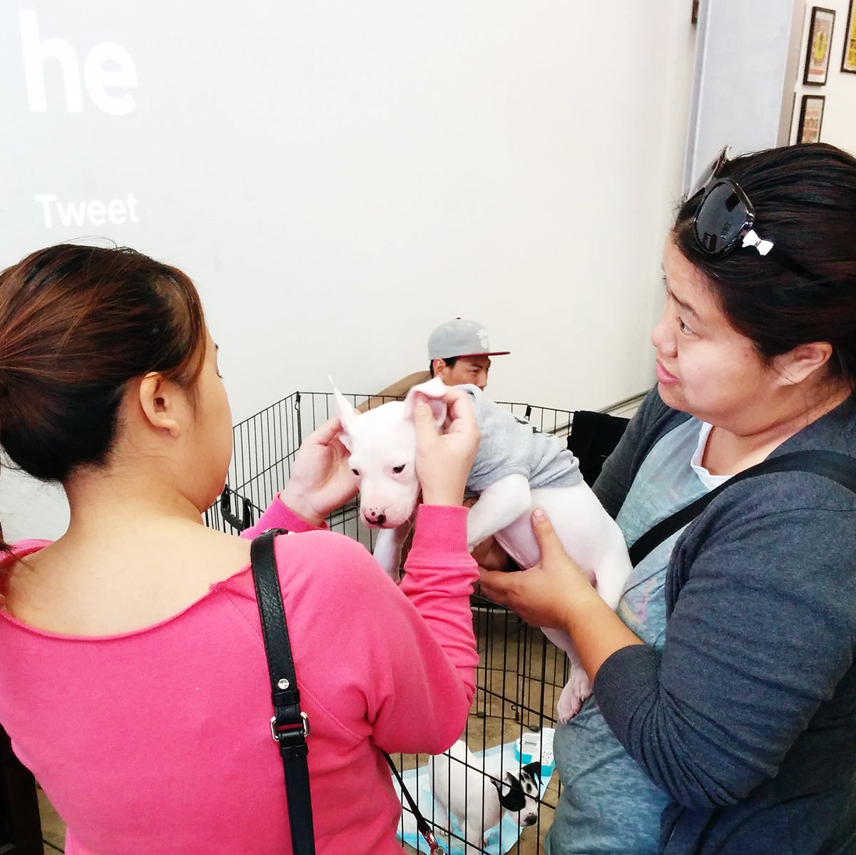Lattes With A Side Of Cuddles: Lessons From "America's First Dog Cafe ...