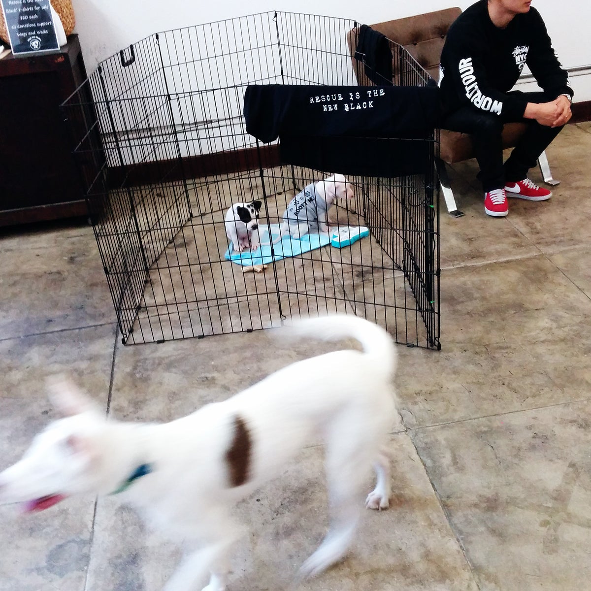 Lattes With A Side Of Cuddles: Lessons From "America's First Dog Cafe ...