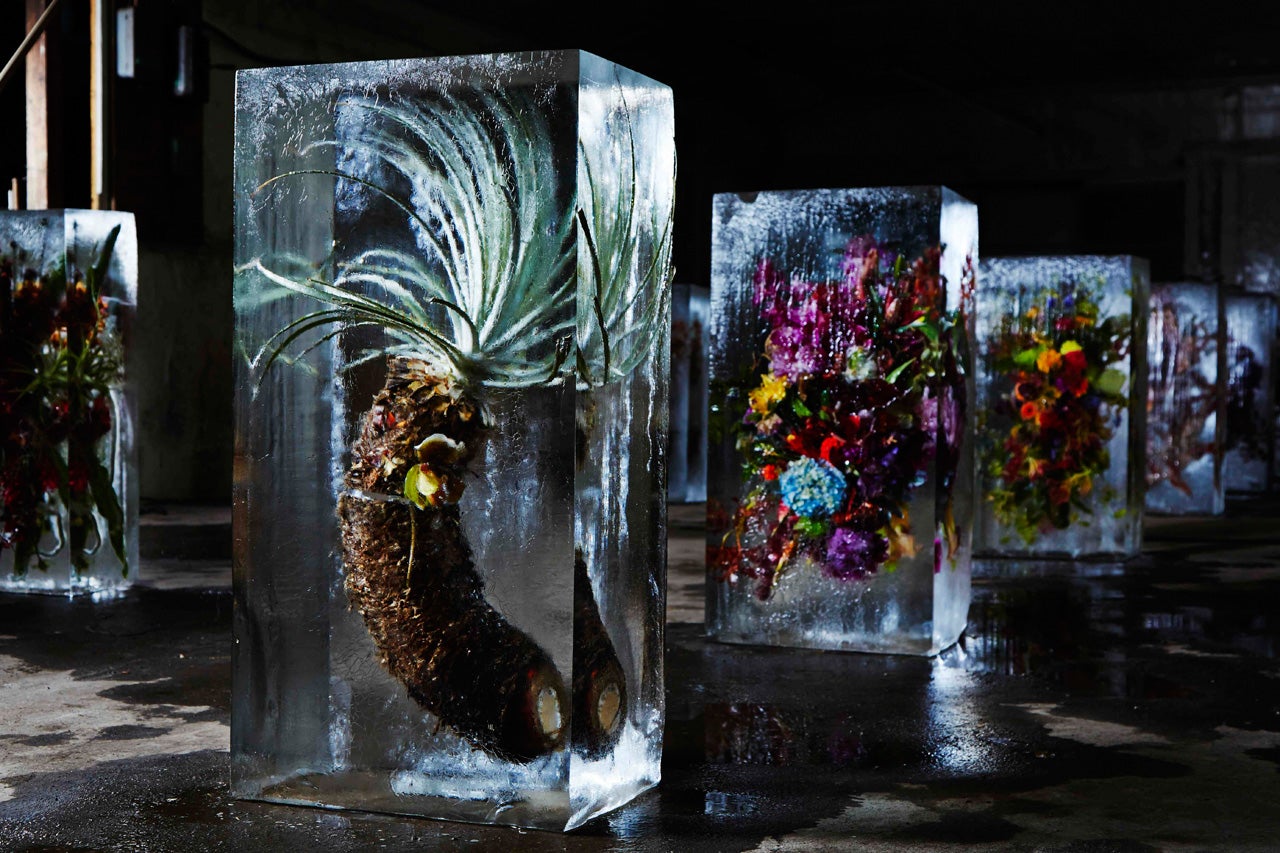 What Flowers Look Like Suspended In Massive Blocks Of Ice - Fast Company