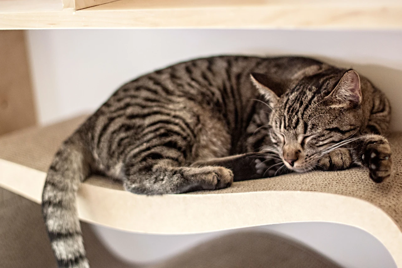 How To Design The Purrfect Cat Cafe - Fast Company