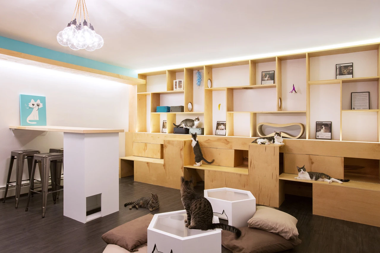 How To Design The Purrfect Cat Cafe - Fast Company
