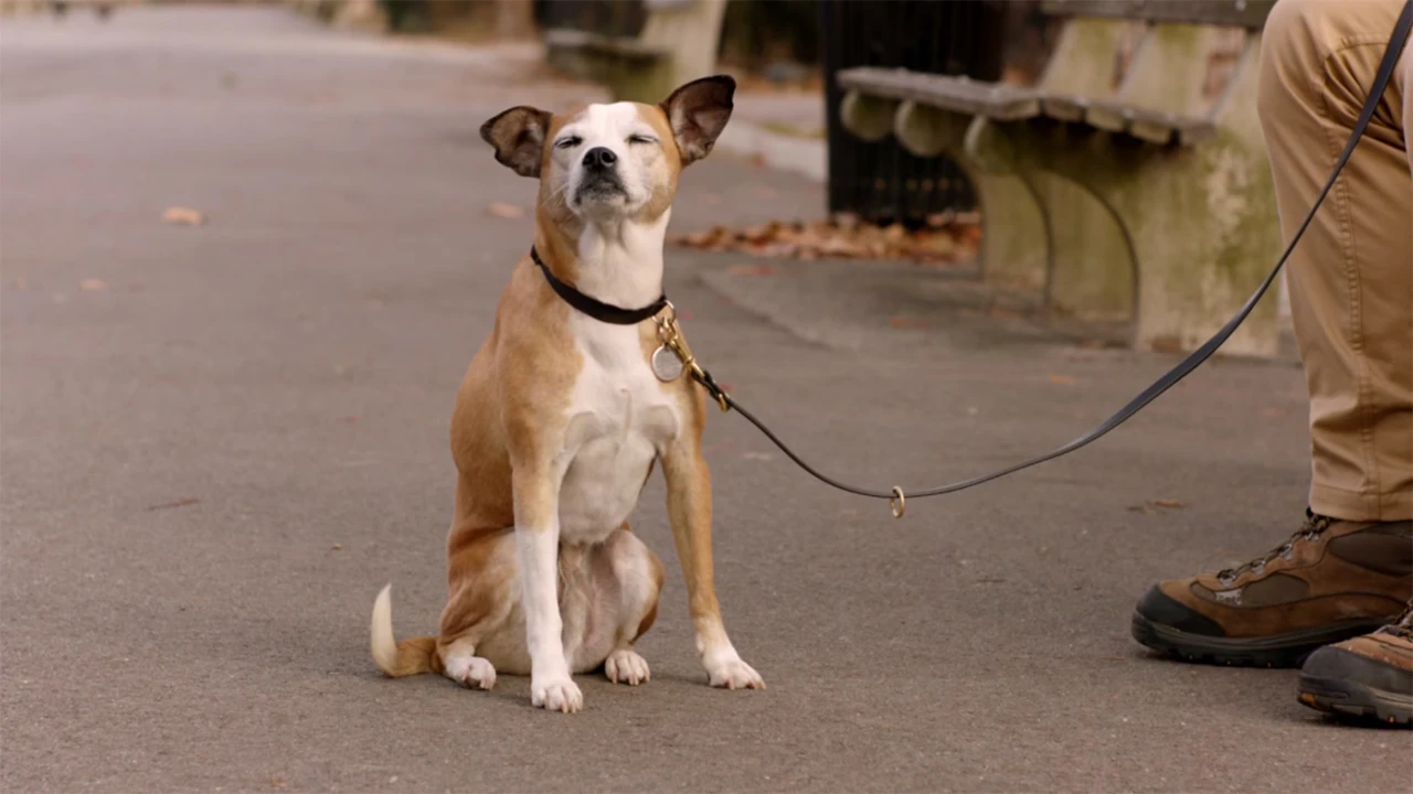 Mars Celebrates Life's Wins With A Pan Flute-Playing Dog - Fast Company