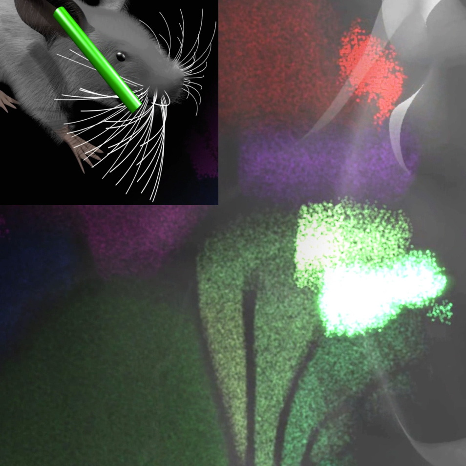 Save The Mice! We Can Do Experiments On This Virtual Mouse Instead ...