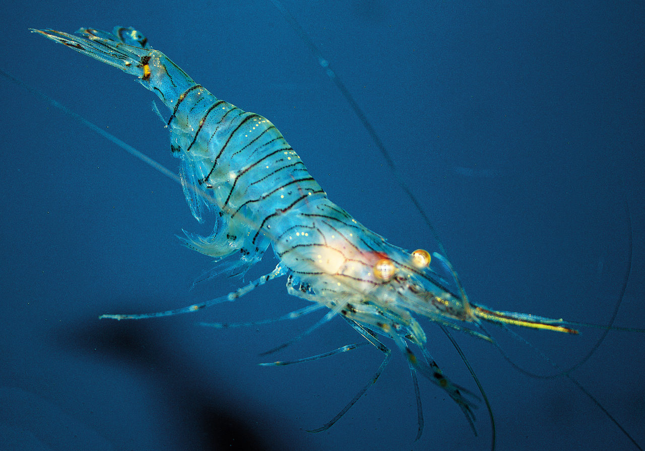 Are Shrimp Shells The Future Of Solar Cells? - Fast Company