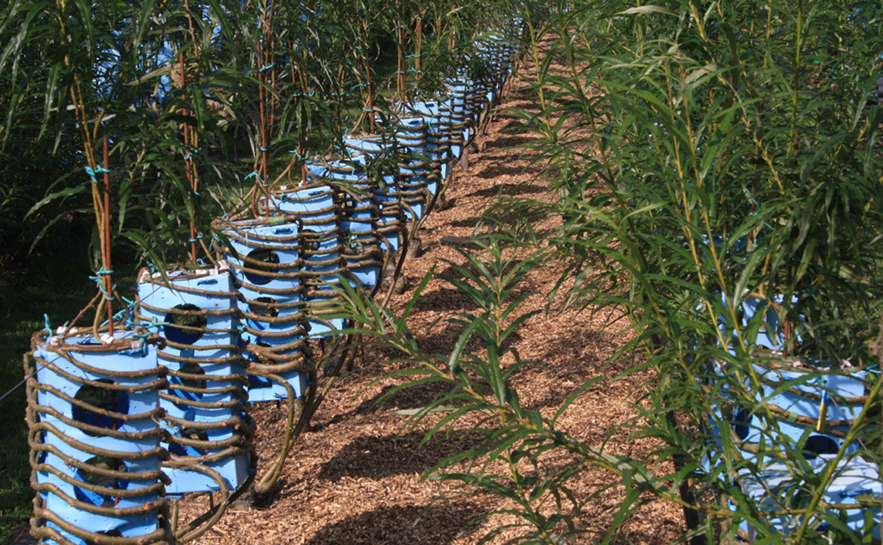 These Molded Trees Grow Into Fully Formed Chairs, Tables, And Lamps ...