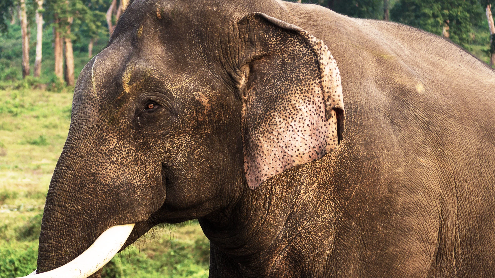 The Countries With The Most Endangered Mammals - Fast Company