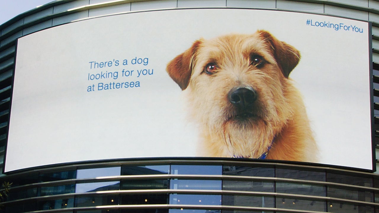 An Adorable Homeless Dog Follows People Around, Via A New Interactive ...