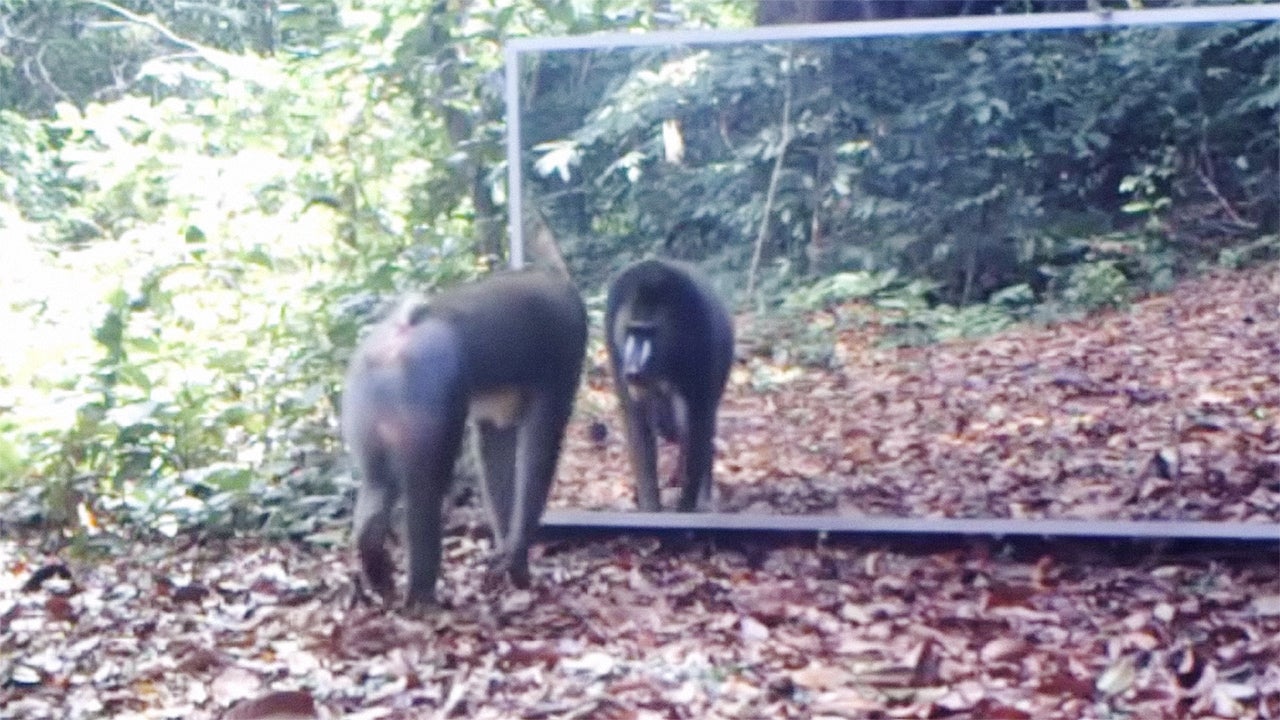 Watch The Wildly Different Reactions Of Wild Animals Seeing Themselves ...