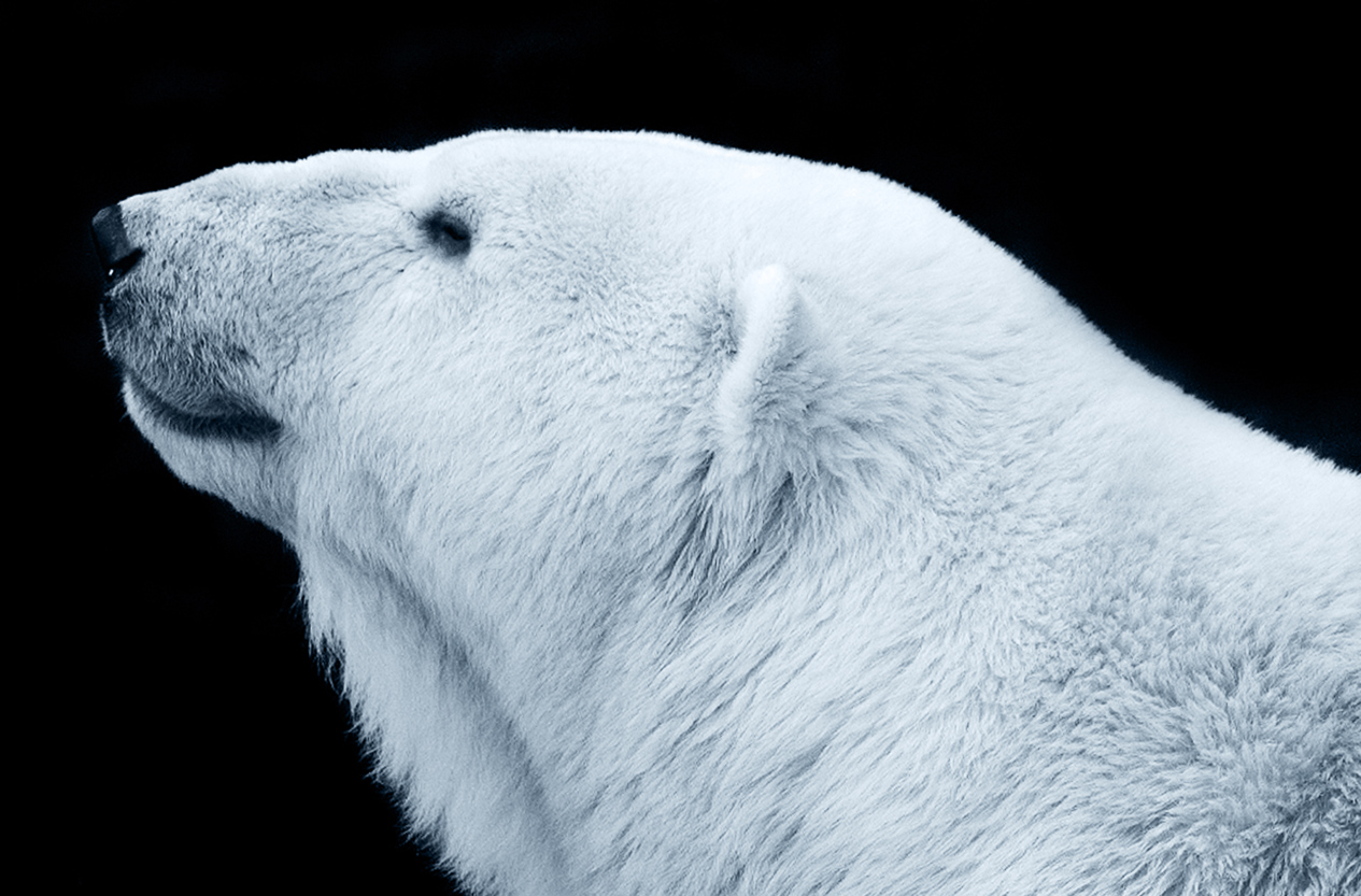 The Next Mass Extinction Is Underway - Fast Company