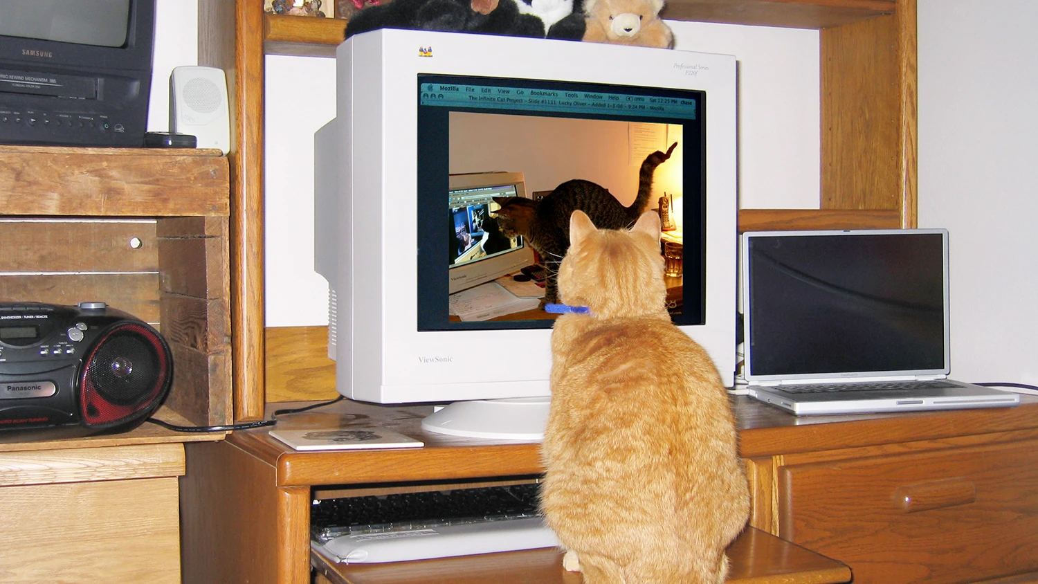 Before Lil Bub: A Curated Look At How Cats Came To Dominate The ...