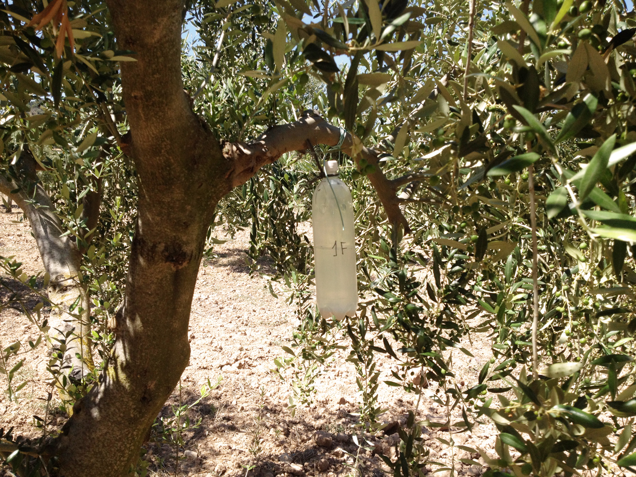 Spanish Olive Farmers Find An Amazingly Low-Tech Alternative To ...